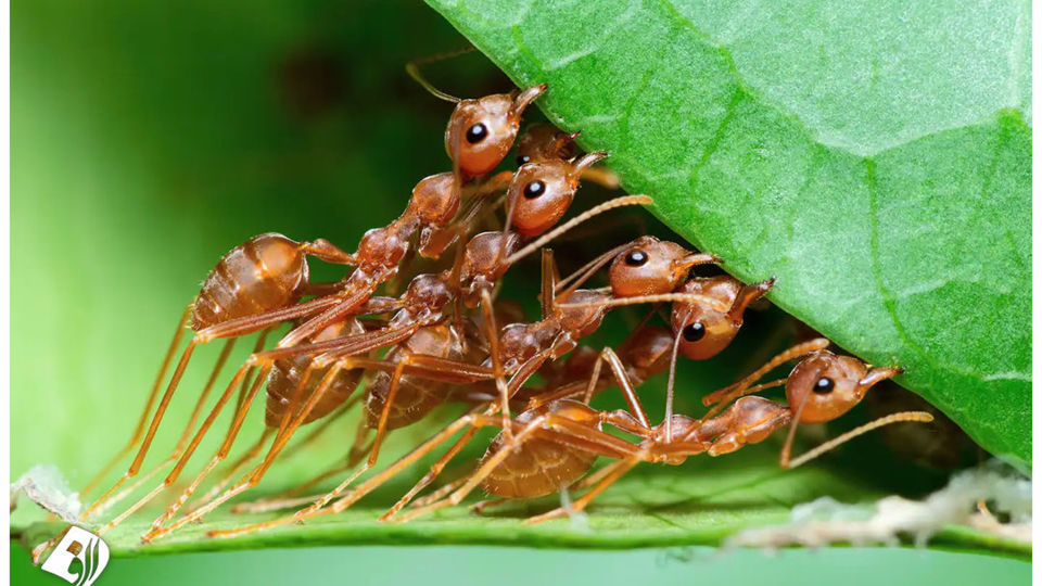 برآورد دانشمندان از تعداد مورچه های کره زمین