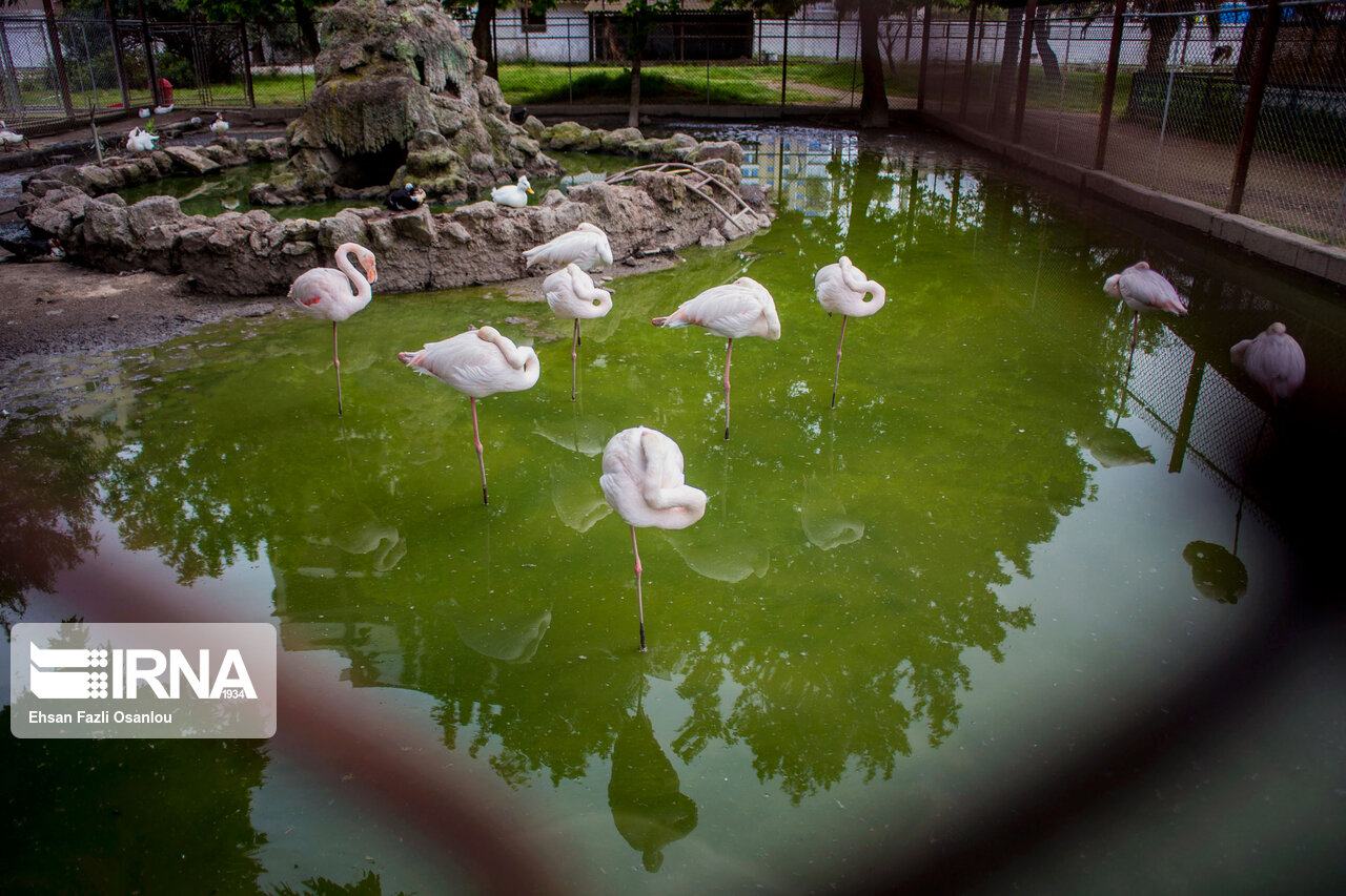 باغ وحش بابلسر