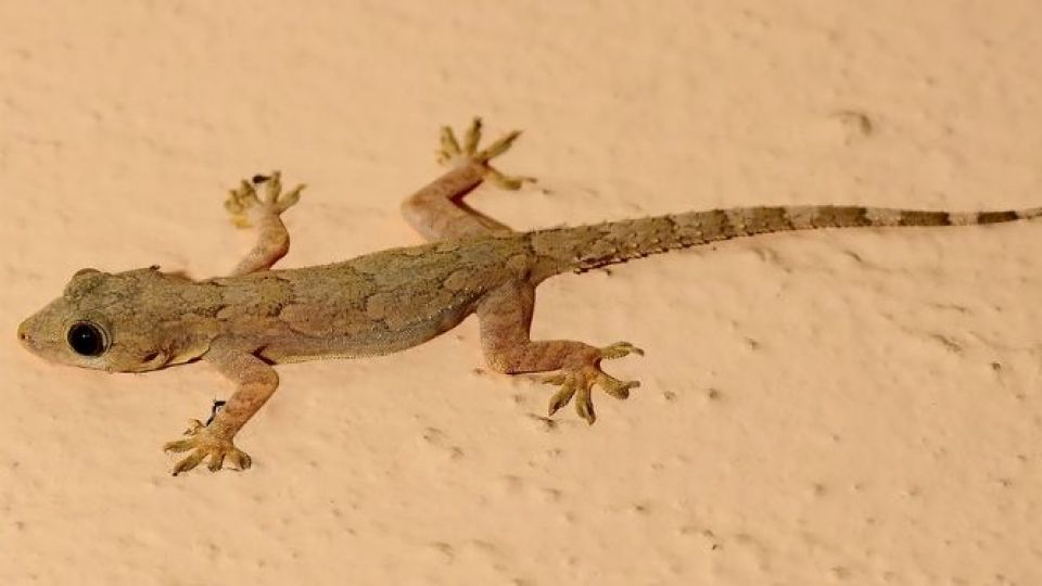 مارمولک‌ها هیچ خانواده‌ای را نکشته اند