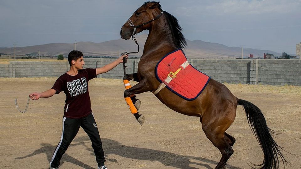 جشنواره اسب کُرد