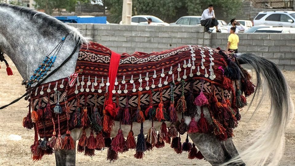 جشنواره اسب کُرد